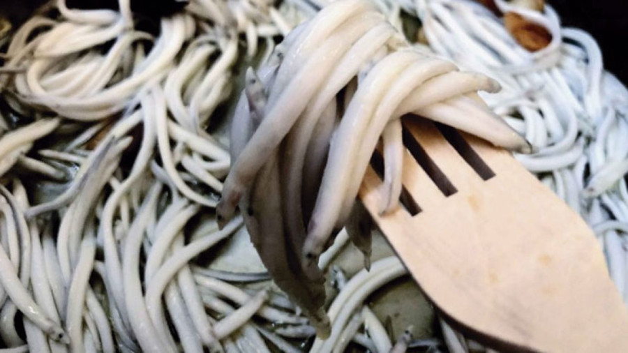 Arranca la campaña de la angula hasta el 28 de febrero - Cantabria Liberal