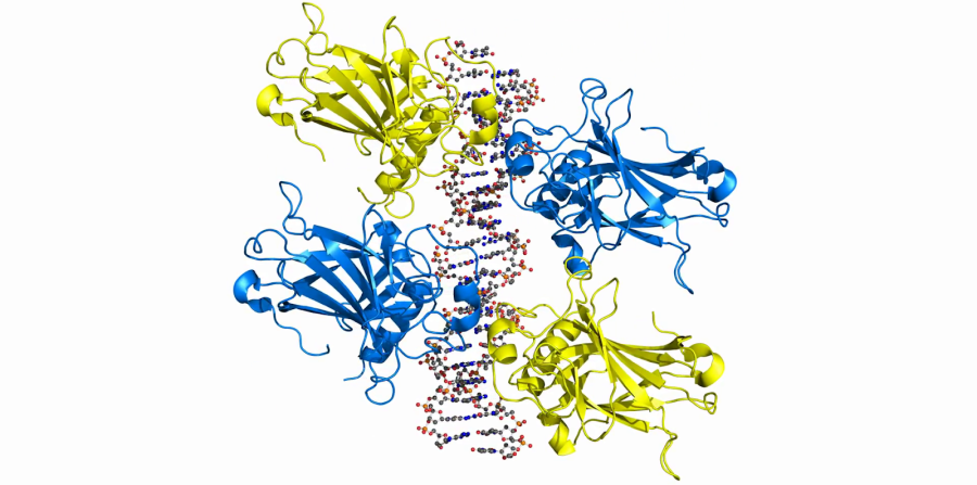 Una rara mutación hereditaria del gen TP53 sitúa a los portadores en mayor riesgo de cáncer ...